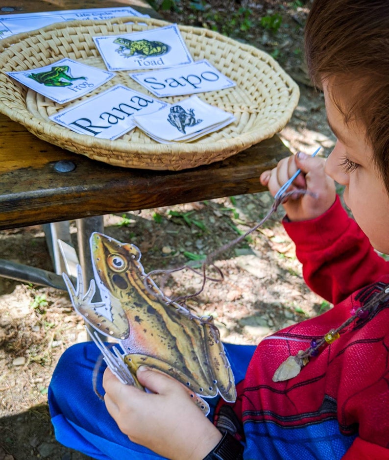 Frog Toad and Pond Nature Study Printables - 22 Pages - Exploring ...