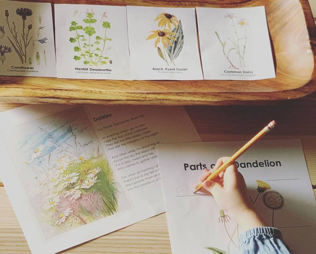 Wildflowers of North America Exploring Nature Digital Download - Etsy