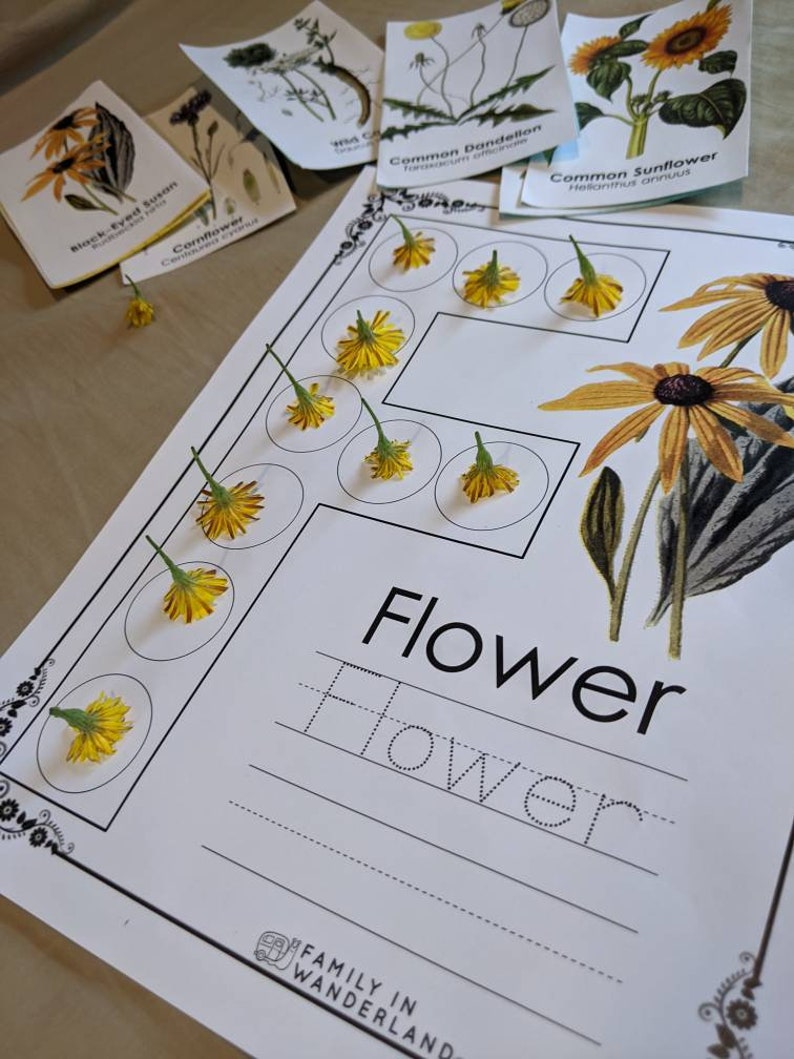 Wildflowers of North America Exploring Nature Digital - Etsy