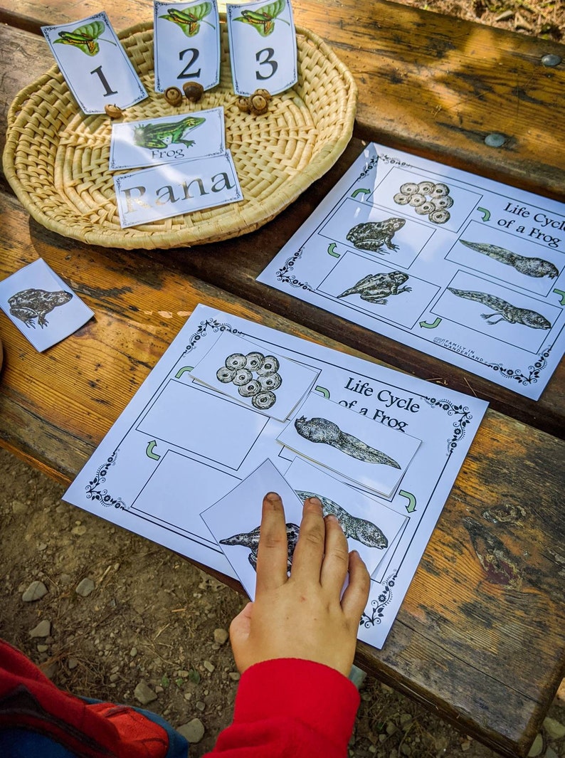 Frog Toad and Pond Nature Study Printables - 22 Pages - Exploring ...