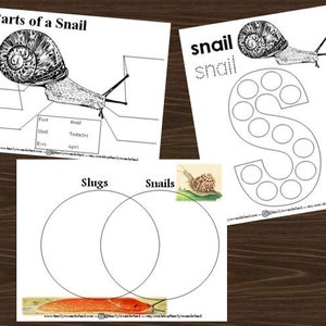 Snails Nature Study Printables - 12 Pages - Exploring Nature - Digital ...