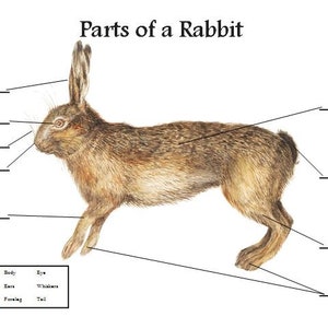 Rabbit and Hare Spring Nature Study Printables 6 Pages | Etsy