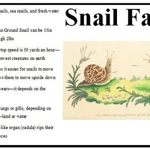 Snails Nature Study Printables - 12 Pages - Exploring Nature - Digital ...