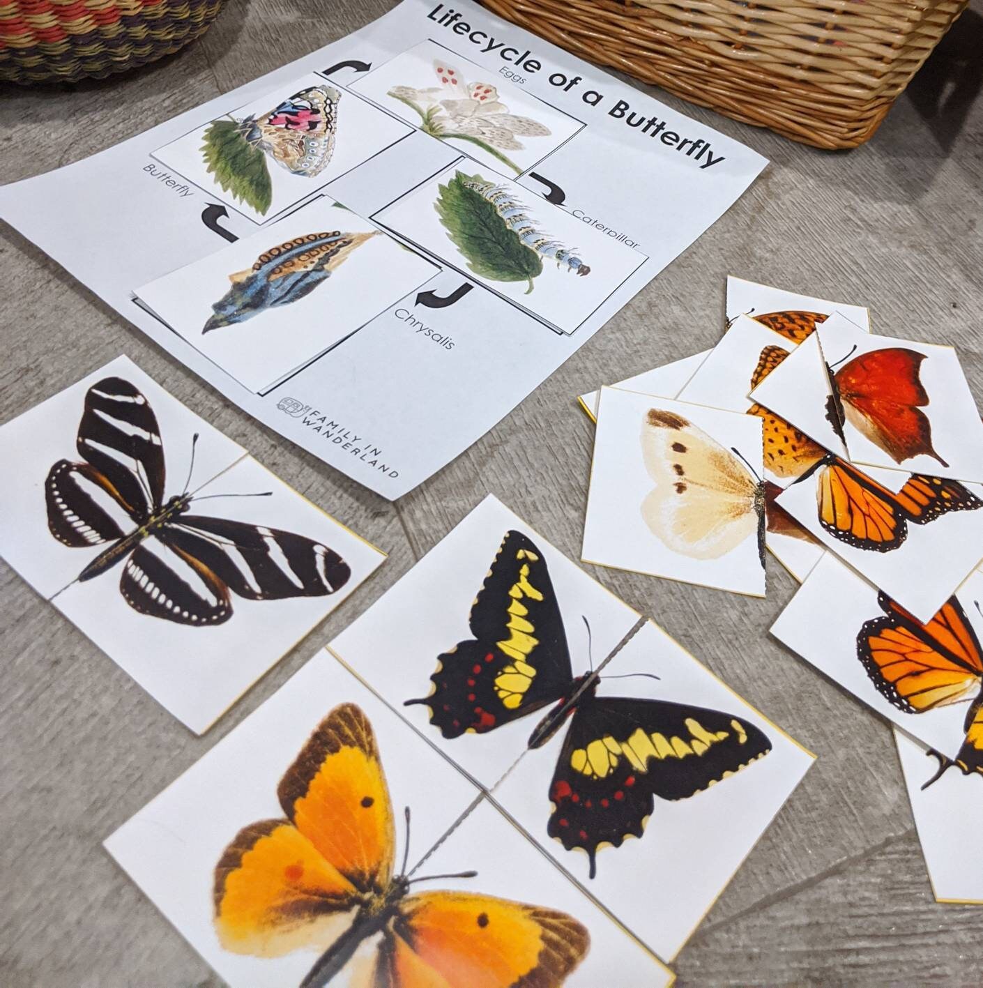 Bees Butterflies and Pollination Exploring Nature - Etsy