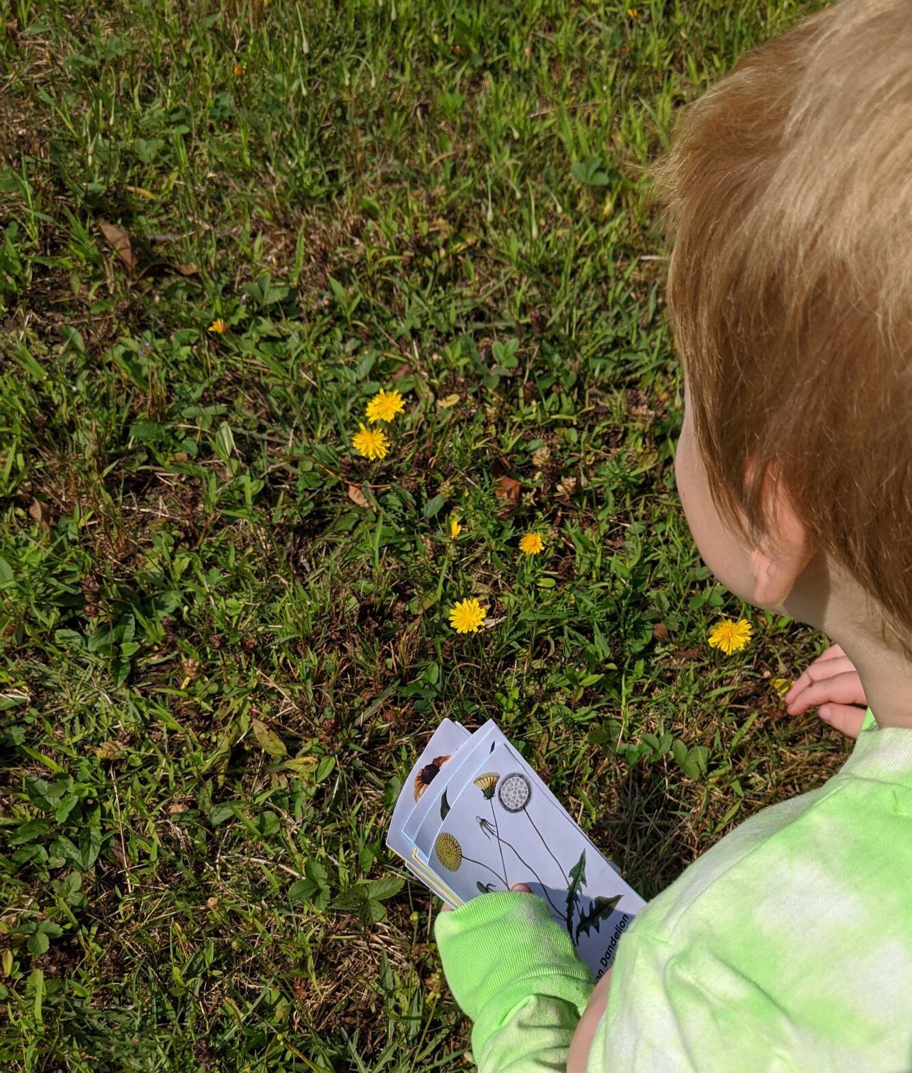 Wildflowers of North America Exploring Nature Digital - Etsy