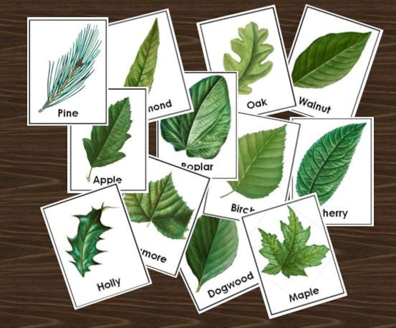 Spring Tree Nature Study - Exploring Nature - Digital Download - Etsy