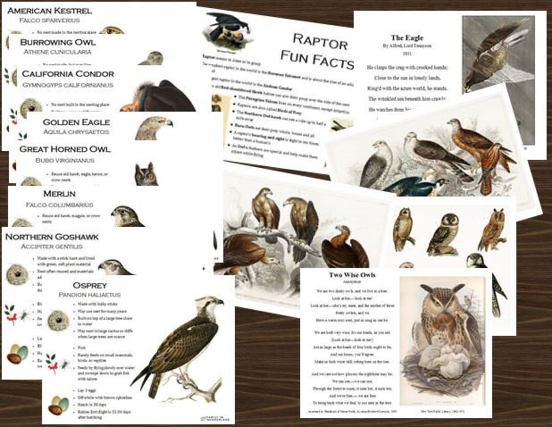 Raptor Facts Printable Flash Cards and Learning Printables - Exploring ...