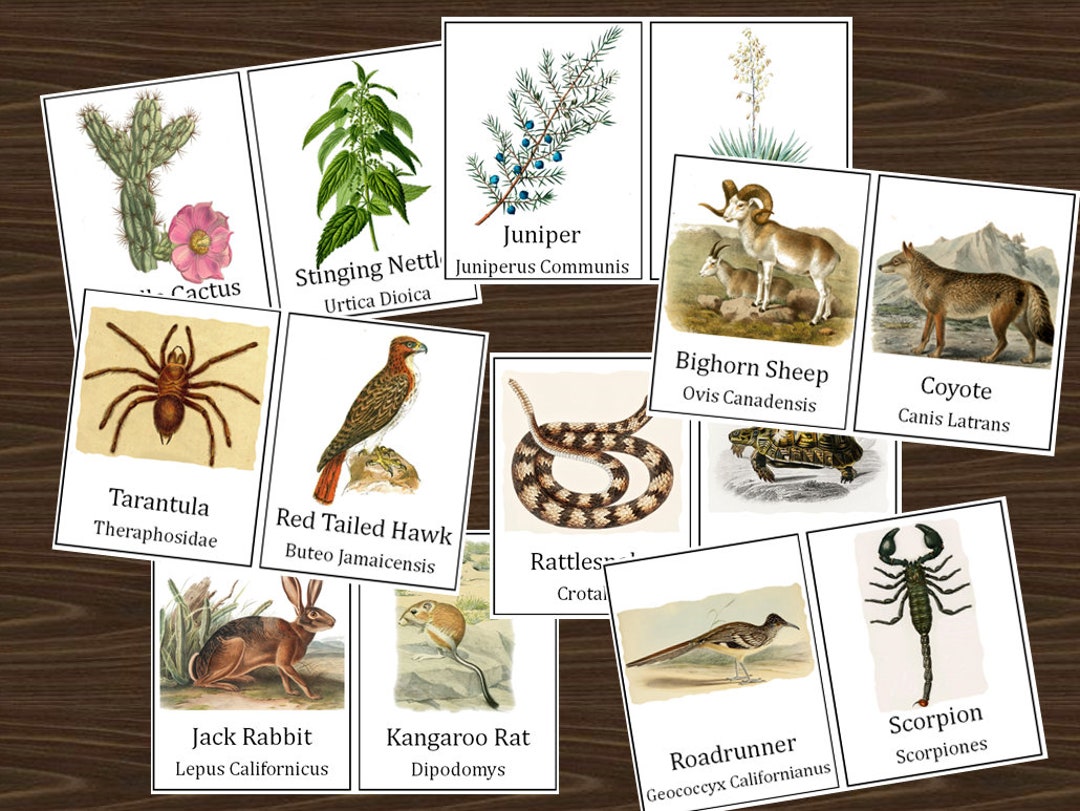 North American Desert Biome Printables - Digital Download - Exploring ...