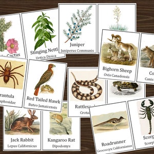 North American Desert Biome Printables - Digital Download - Exploring ...