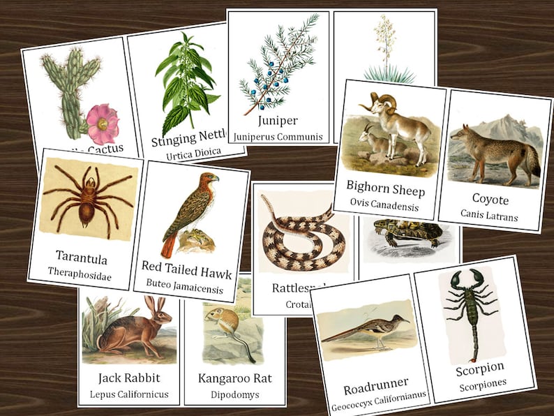 North American Desert Biome Printables - Digital Download - Exploring ...