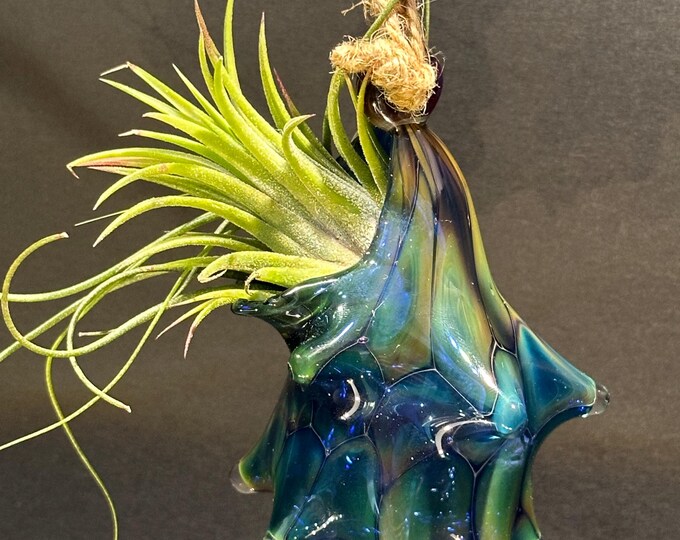Blown Glass Conch Shell Hanging Air Plant Holder – Ocean-inspired Home ...