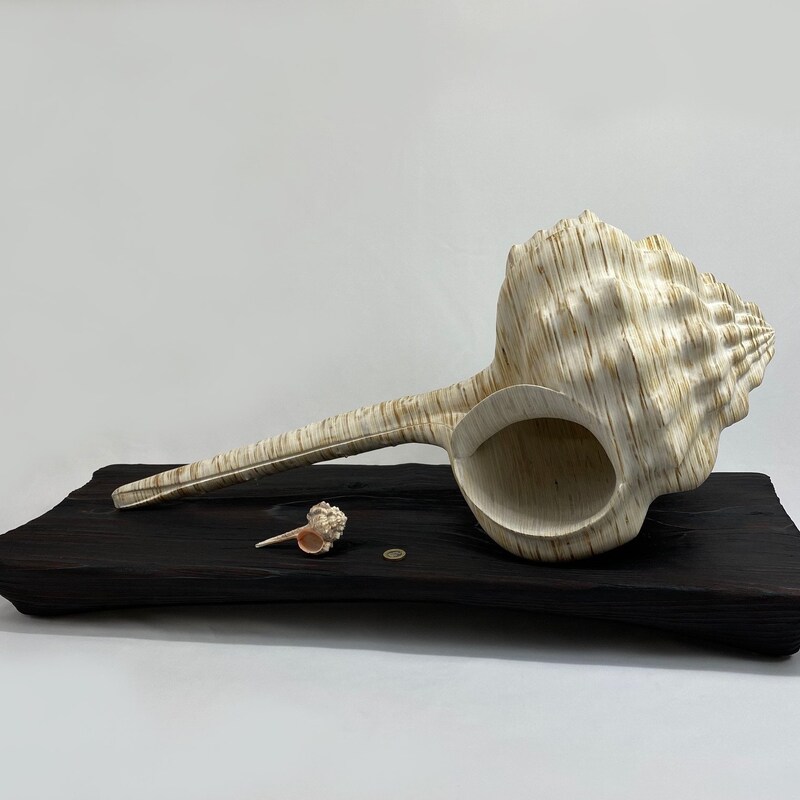 Sea Shell Sculpture - Etsy