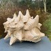 Shell II - Unique Sculpture, Hand Carved in Laminated Ply. Signed and ...