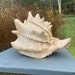 Shell II - Unique Sculpture, Hand Carved in Laminated Ply. Signed and ...