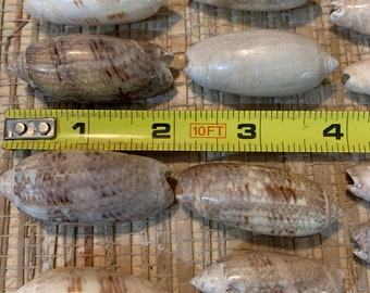 Bulk seashells | Etsy