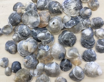 Jingle shells | Etsy