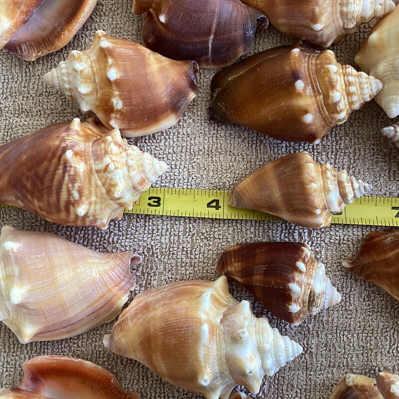 Sanibel Island Shell Art - Etsy