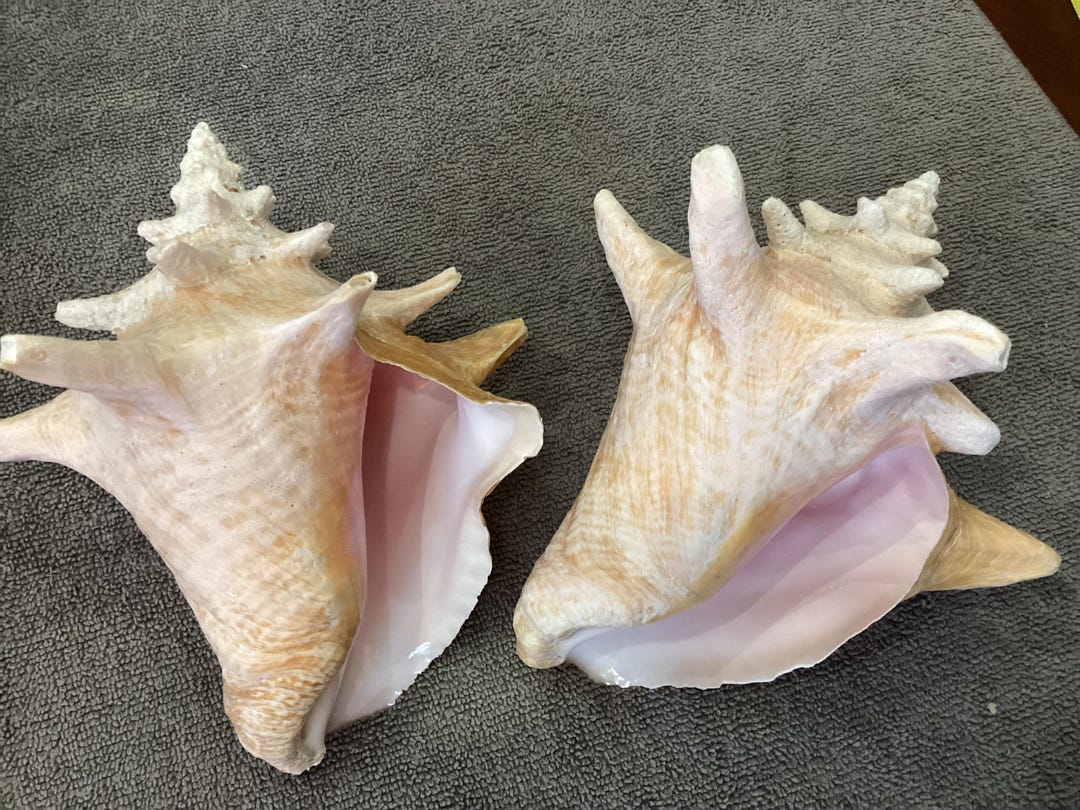 Set of 2 Medium Size Bahamian Queen Conch Shells Two 6 1/4 Inch Shells ...