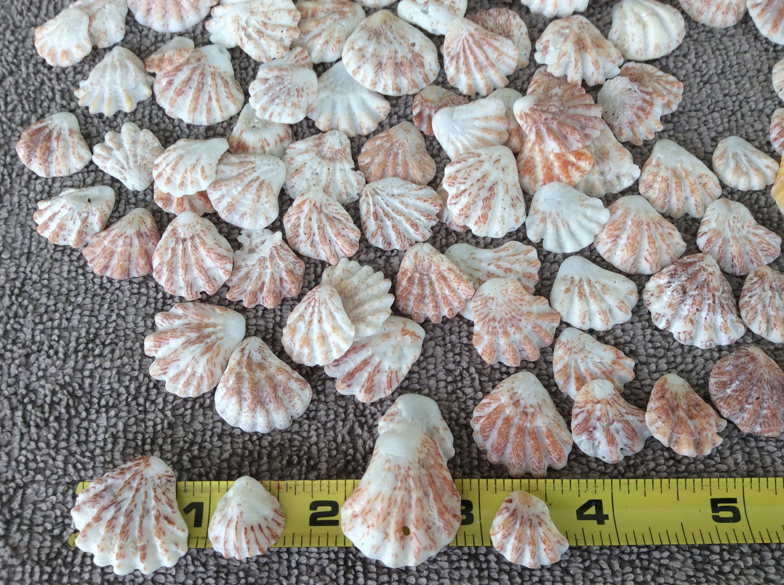 Over 100 Cats Paw Shells packed in a 3 1/2 inch Cockle Shell | Etsy