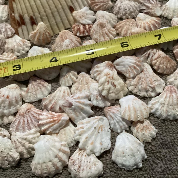 Cats Paw Shell - Etsy