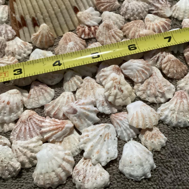 Cats Paw Shell - Etsy
