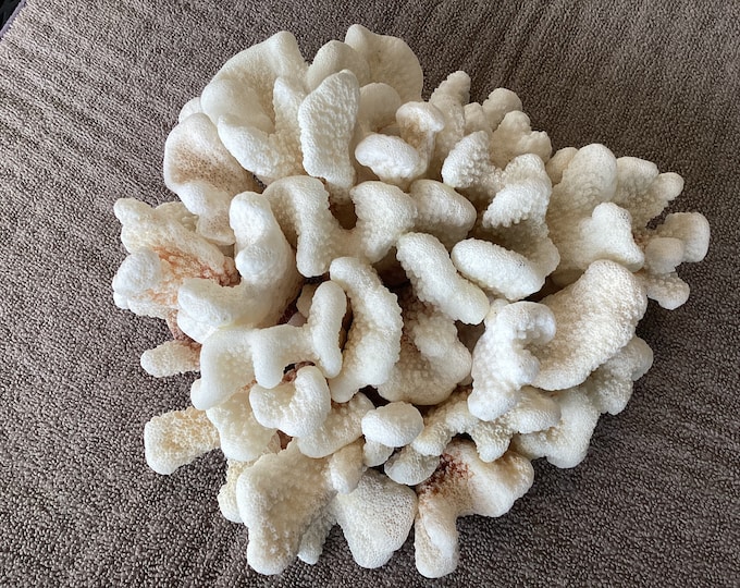 Beautiful, Unique Coral Centerpiece. This is a Vintage Piece Comprised ...