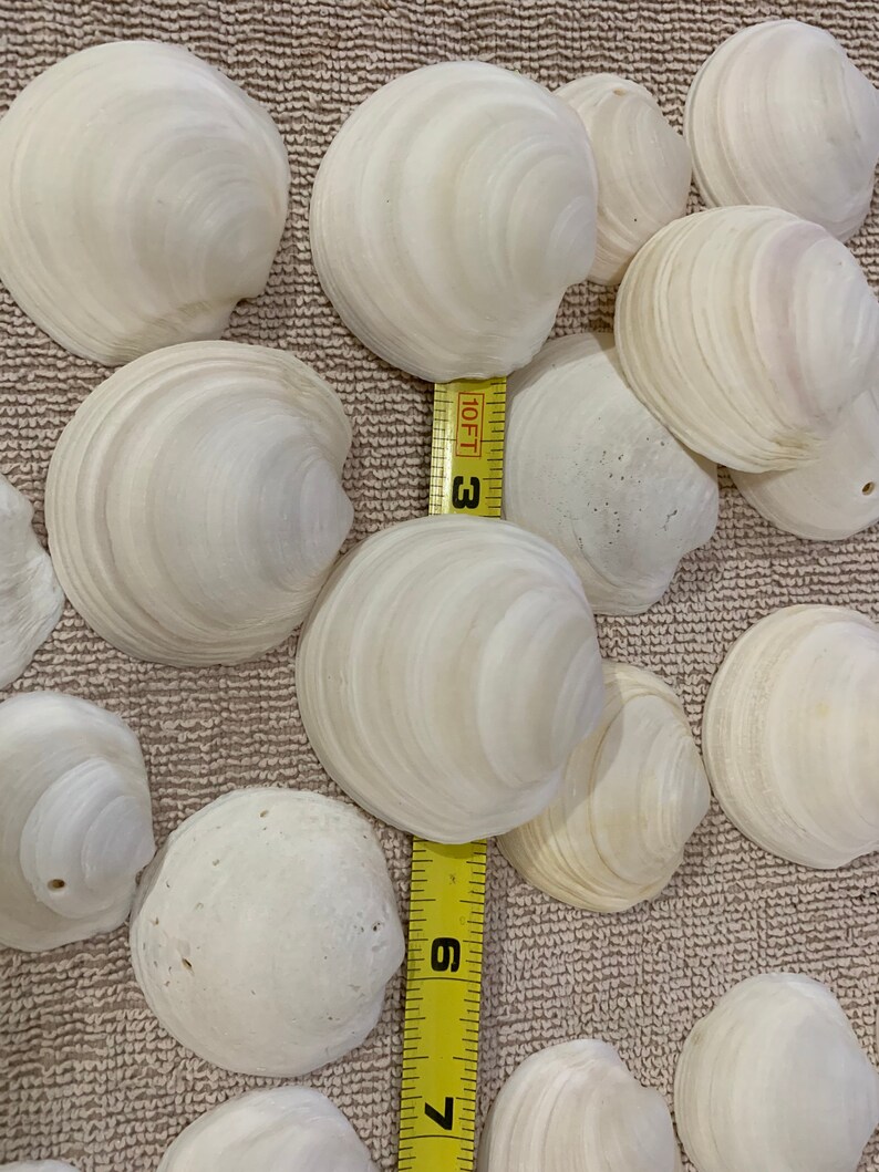40 Buttercup Lucine Clam Shell Sanibel Island Shells Craft | Etsy