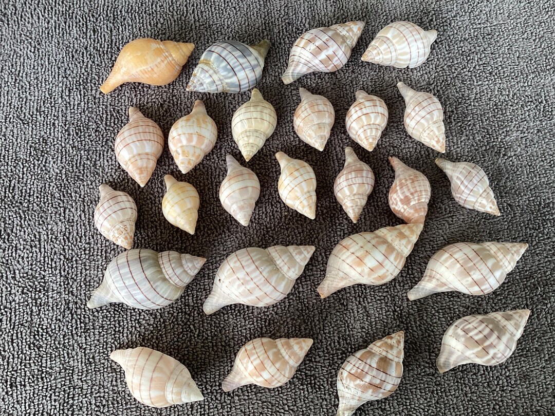 22 Assorted Size Sanibel Island Tulip Shells Collectors or Craft Supply ...