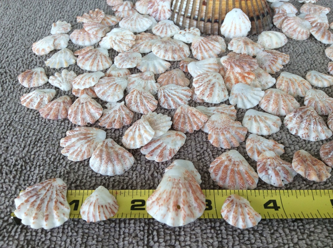 Over 100 Cats Paw Shells packed in a 3 1/2 inch Cockle Shell | Etsy