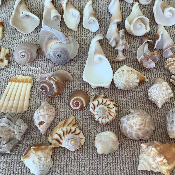 Bulk Seashells - Etsy