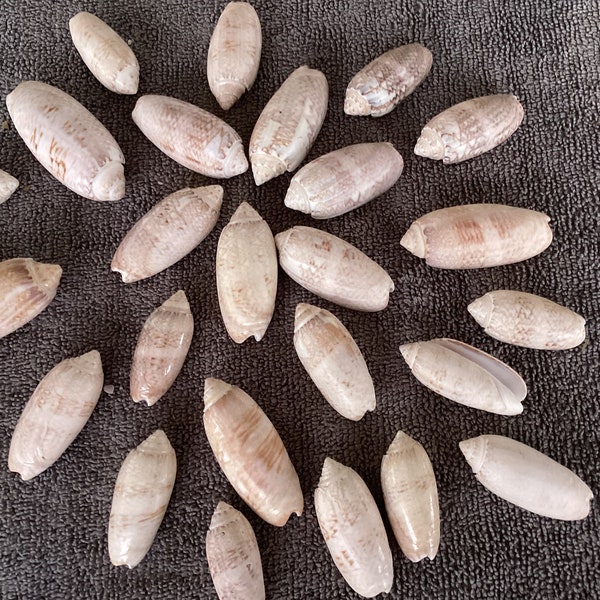 Bulk Seashells - Etsy