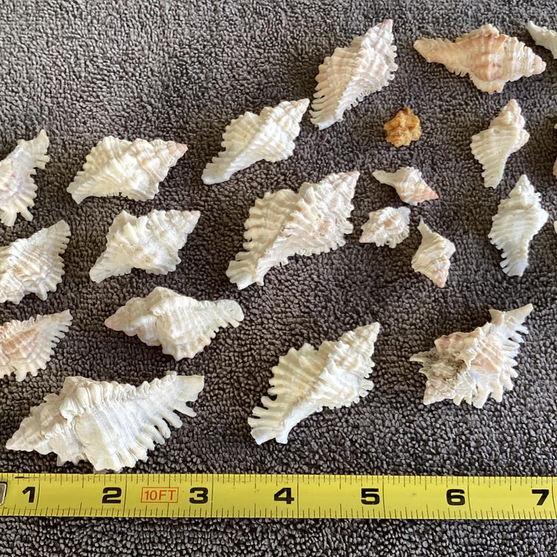 Murex Shell - Etsy