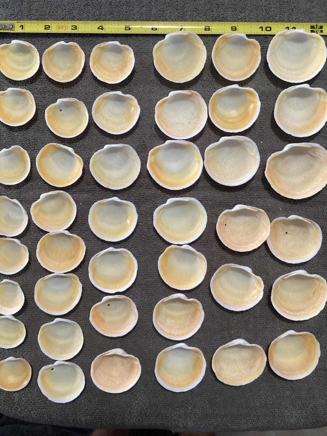 42 Buttercup Lucine Clam Shell Sanibel Island Shells Craft Bulk Shells ...