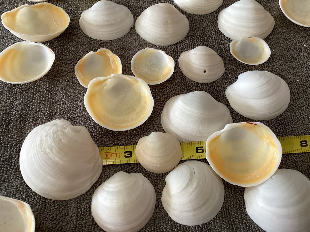 40 Buttercup Lucine Clam Shell Sanibel Island Shells Craft Bulk Shells ...
