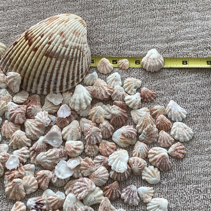Bulk Seashells - Etsy