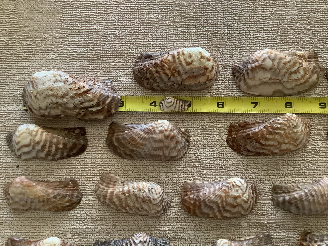 Turkey Wing Assorted Size Turkey Wing Shells 30 Natural Florida Shells ...