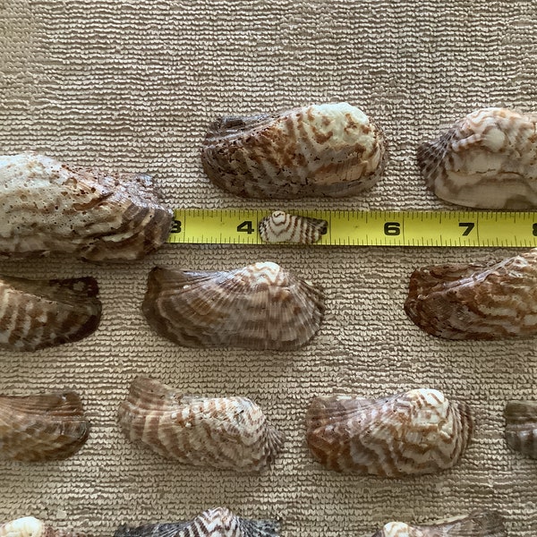 Turkey Wing Shells - Etsy