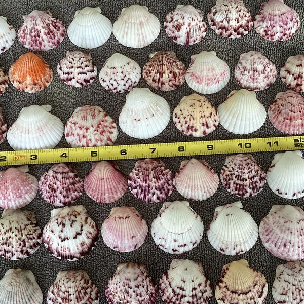 Calico Scallop Shell - Etsy