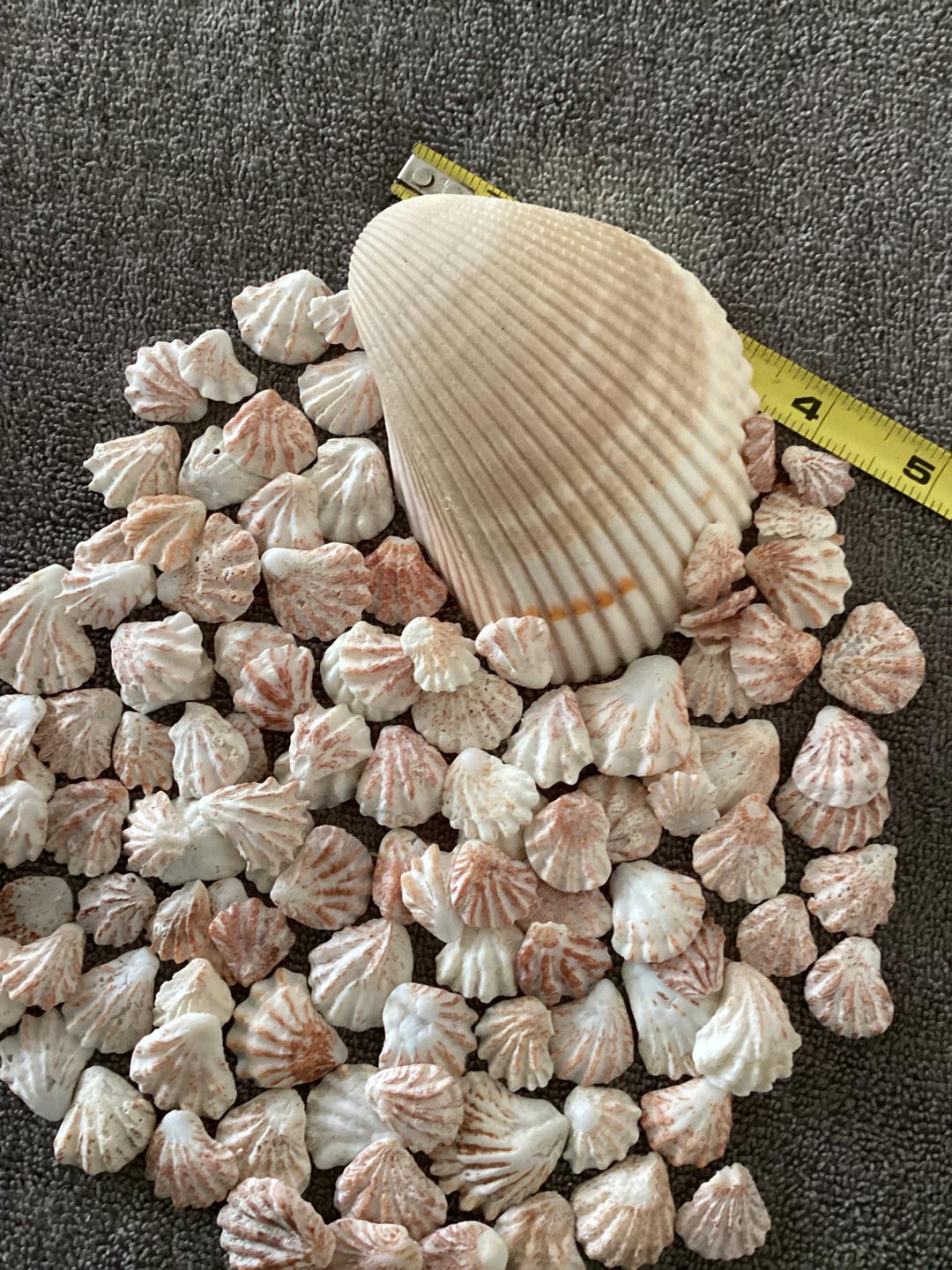 Over 100 Cats Paw Shells Packed in a 3 1/2 Inch Cockle Shell Sanibel ...