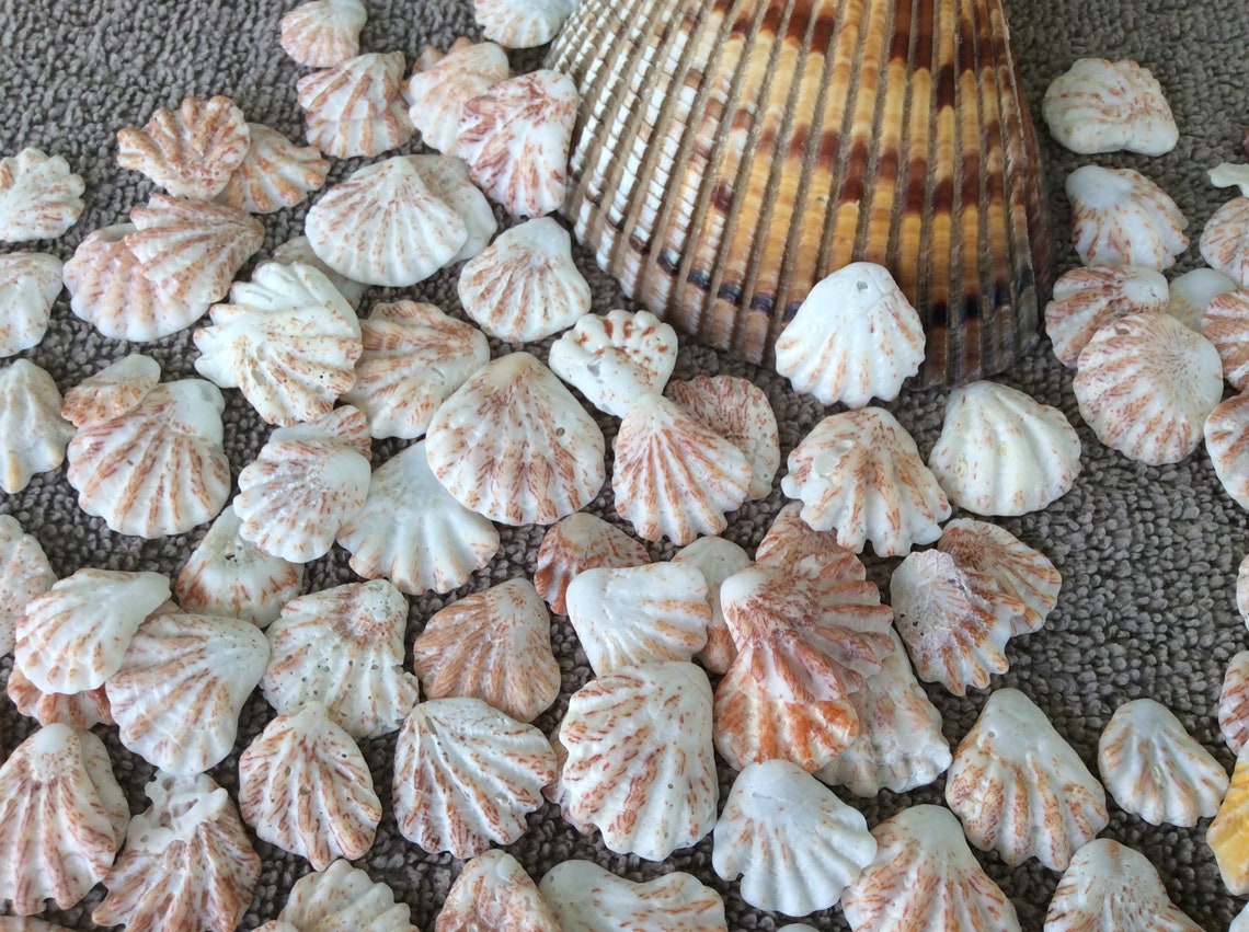 Over 100 Cats Paw Shells packed in a 3 1/2 inch Cockle Shell | Etsy