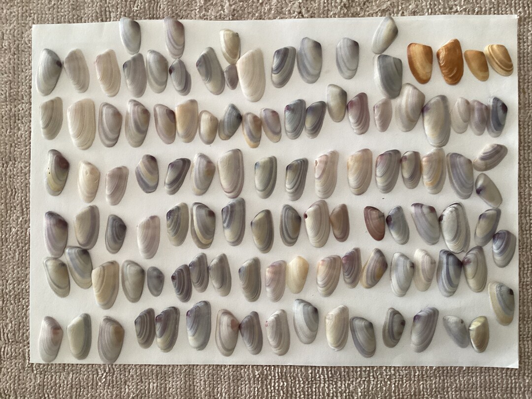 Single Coquina Shells Over 100 Assorted Shells. Natural Florida Shells ...