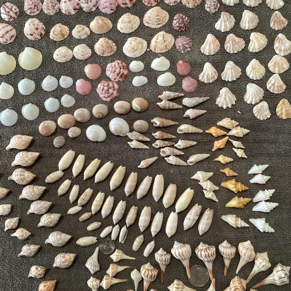 Bulk Seashells - Etsy