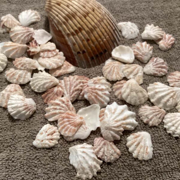 Cats Paw Shell - Etsy