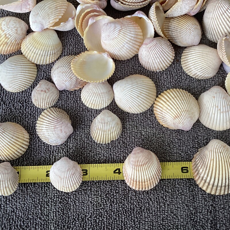 Bulk Seashells - Etsy