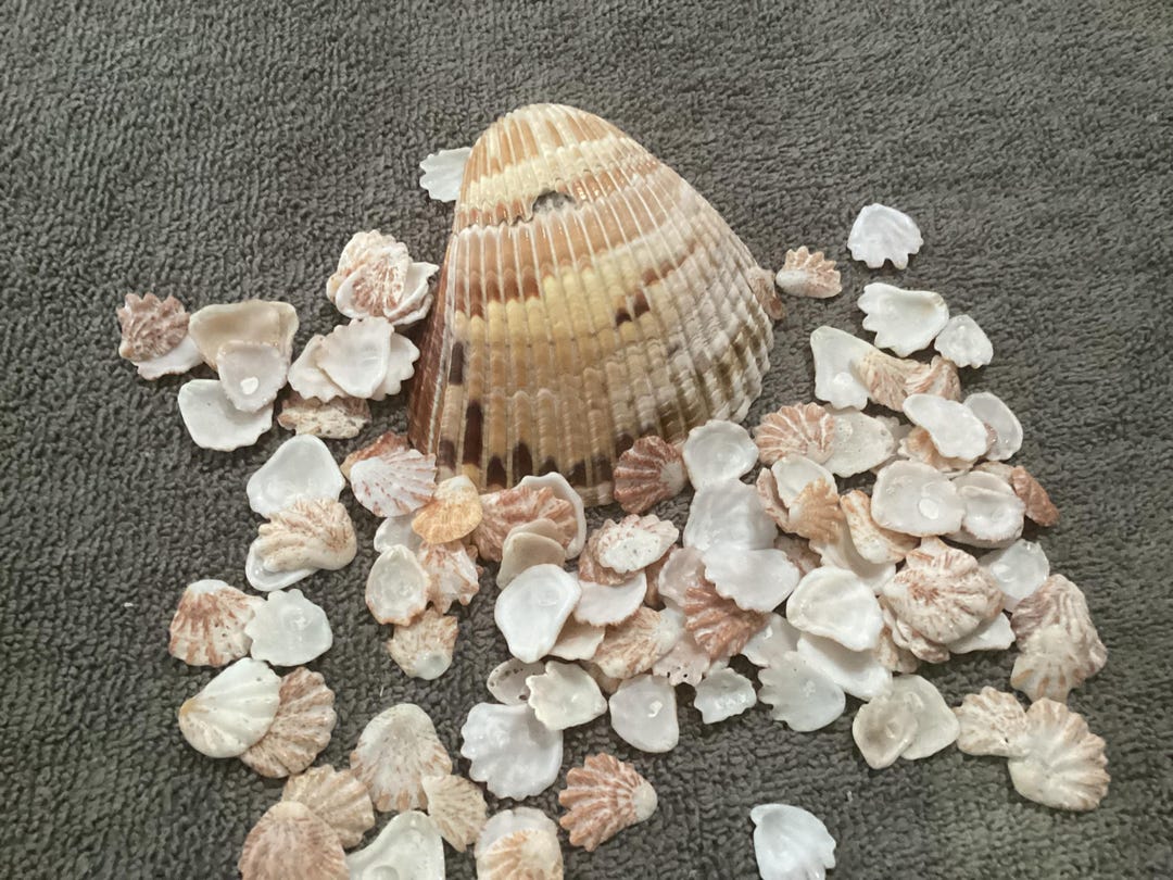 100 Kitten Paw Shells Assorted Small and Tiny Size Cats Paw Shells 1/4 Inch to 1/2 Bulk Sea ...