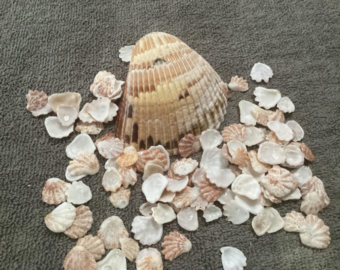 100 Kitten Paw Shells Assorted Small and Tiny Size Cats Paw Shells 1/4 ...