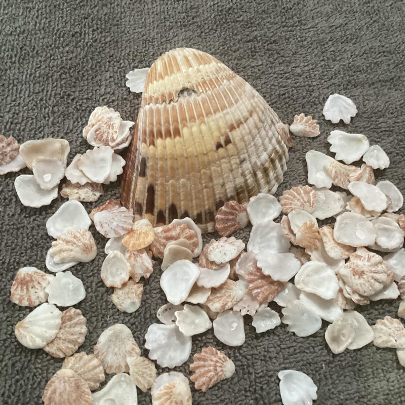 Cats Paw Shell - Etsy