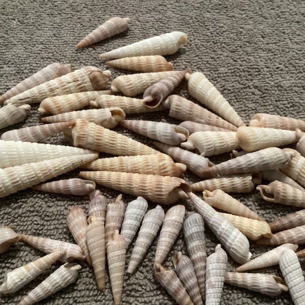 Bulk Seashells - Etsy