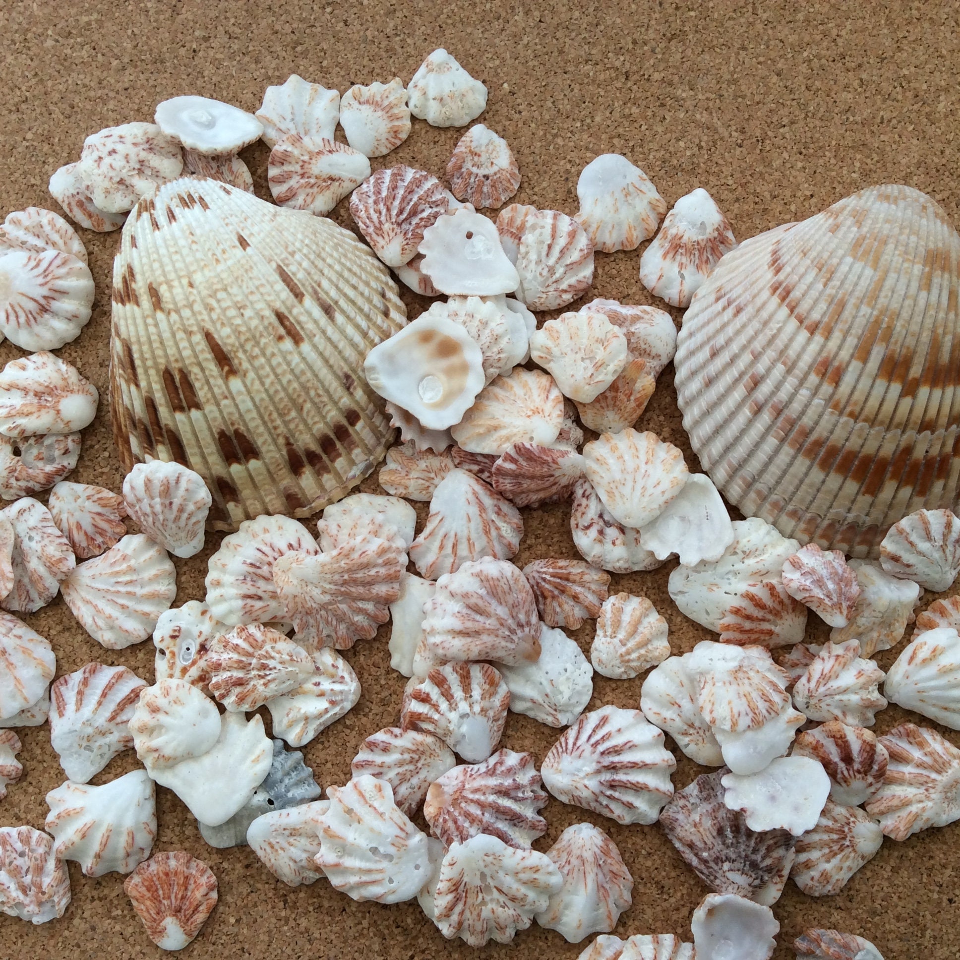 Over 100 Cats Paw Shells bulk Cats Paw Seashells in 2 large