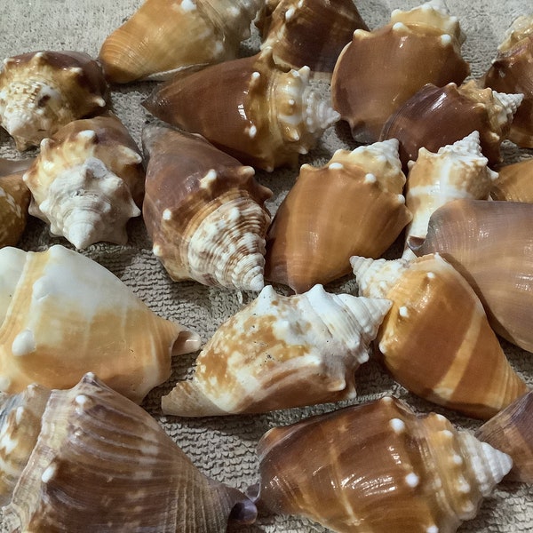 Sanibel Island Jewelry - Etsy